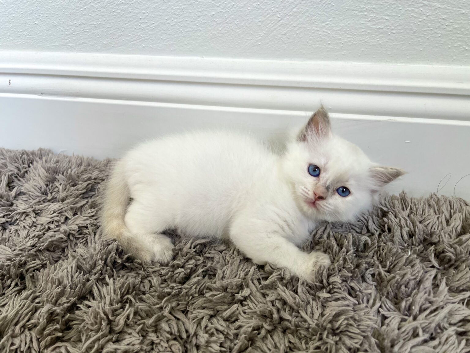 Female Lilac Lynx Point Ragdoll Kitten ⋆ Happy RagDolls of Miami ...