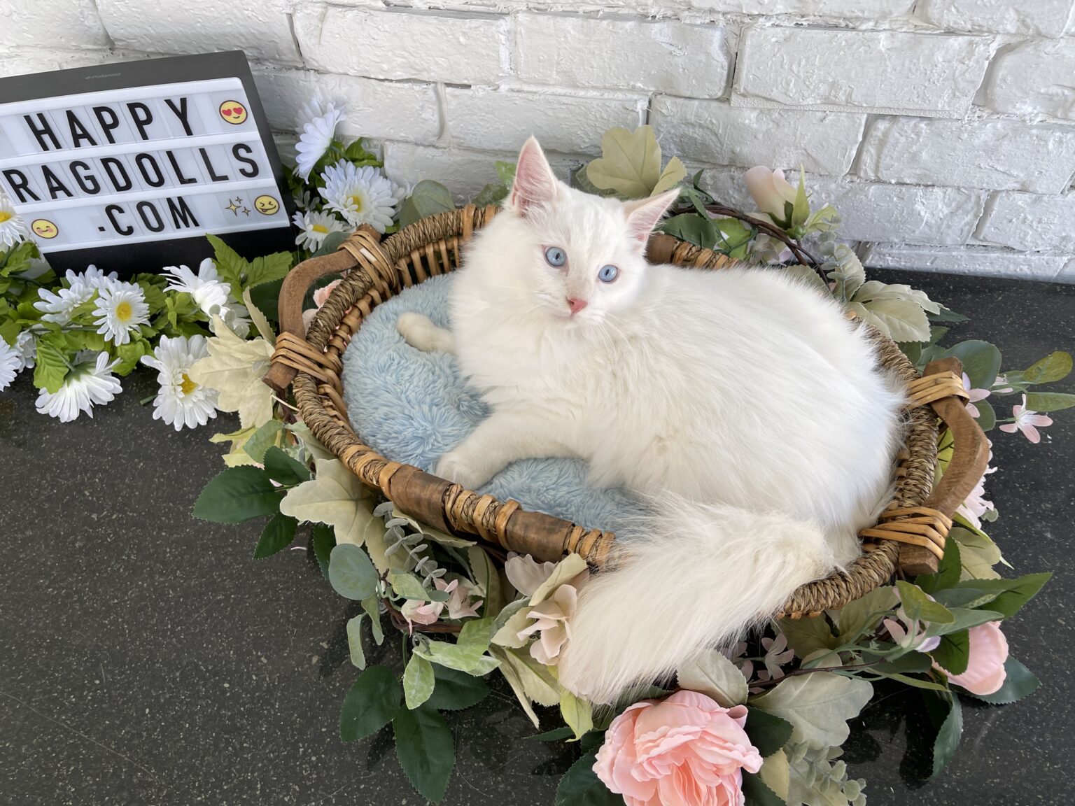 Male Flame Point Ragdoll Kitten ⋆ Happy RagDolls of Miami, Kitten Cattery