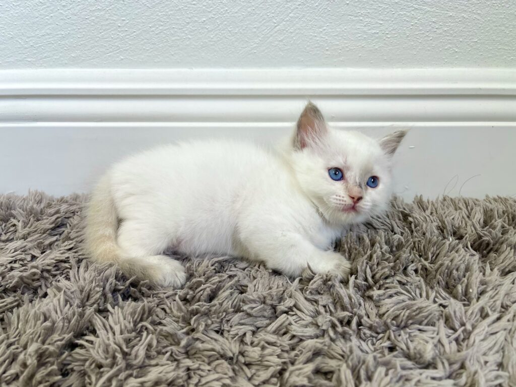 Female Lilac Lynx Point Ragdoll Kitten ⋆ Happy RagDolls of Miami ...