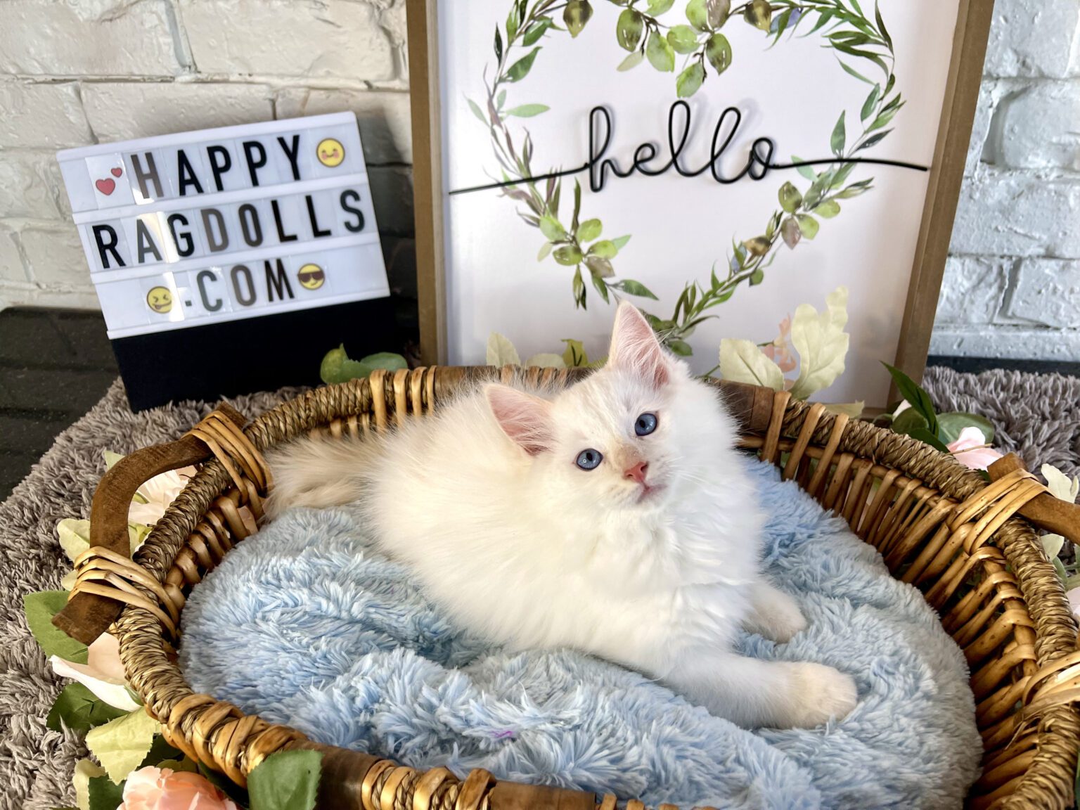 Male Flame Point Ragdoll Kitten ⋆ Happy RagDolls of Miami, Kitten Cattery