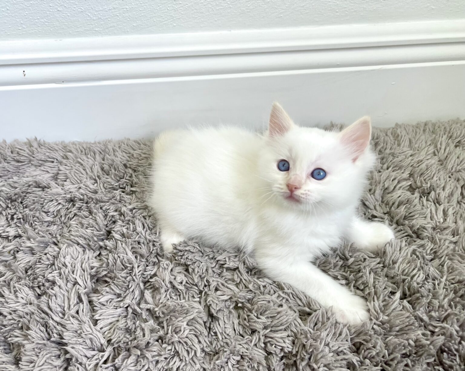 Male Flame Point Ragdoll Kitten ⋆ Happy RagDolls of Miami, Kitten Cattery