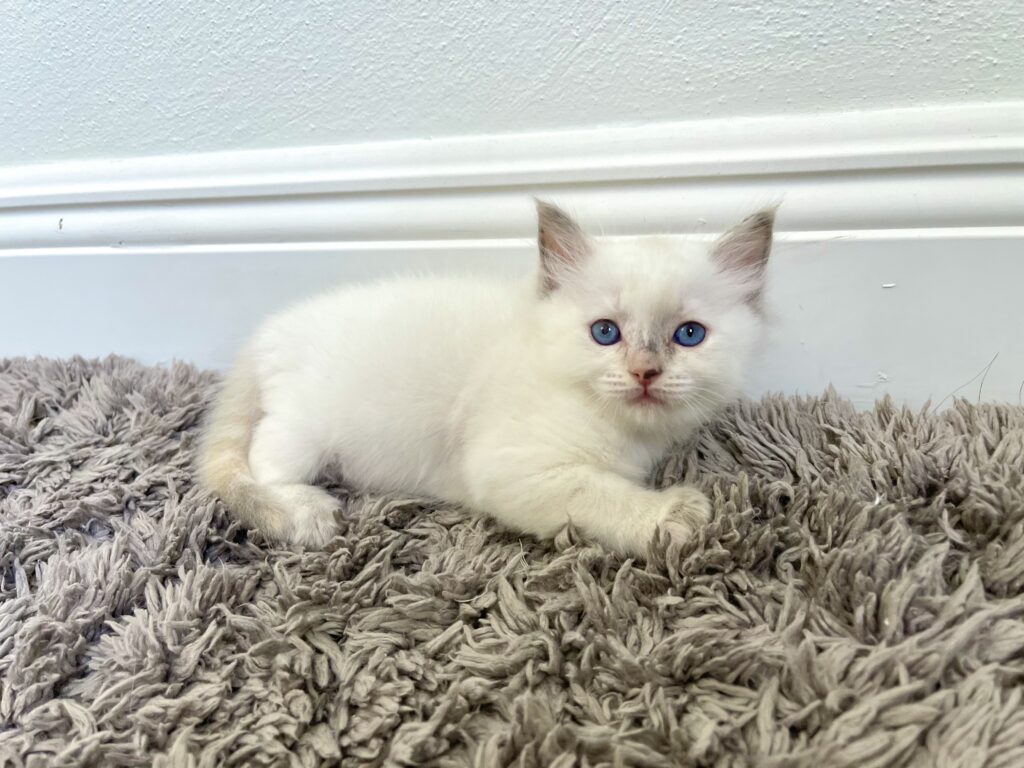 Female Lilac Lynx Point Ragdoll Kitten ⋆ Happy RagDolls of Miami ...