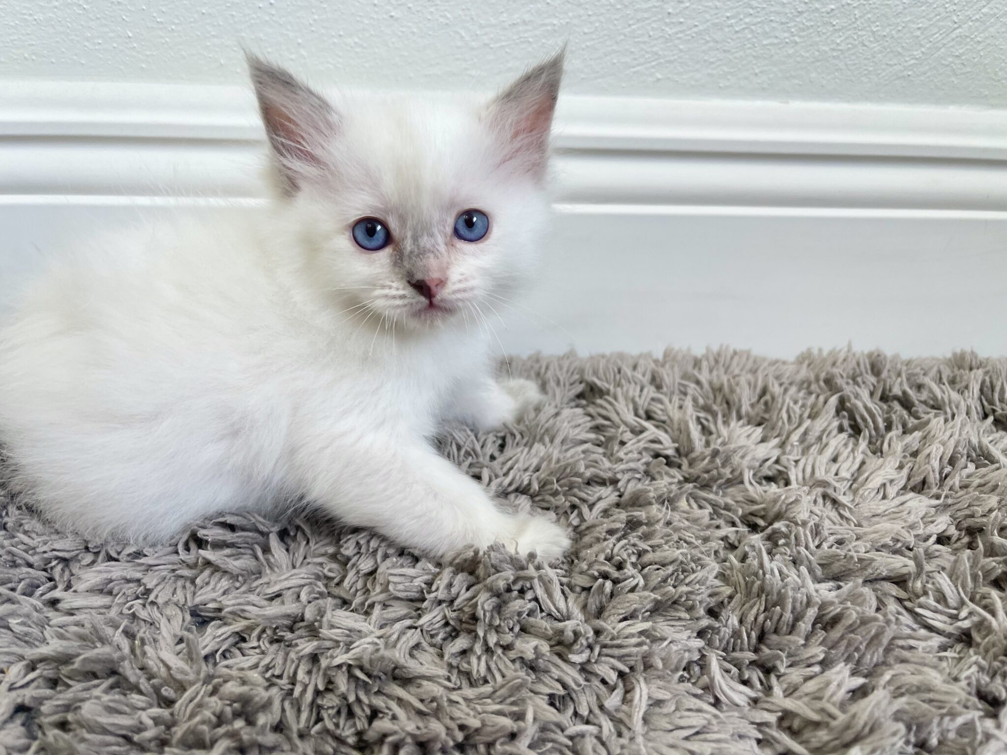 Female Lilac Lynx Point Ragdoll Kitten ⋆ Happy RagDolls of Miami ...
