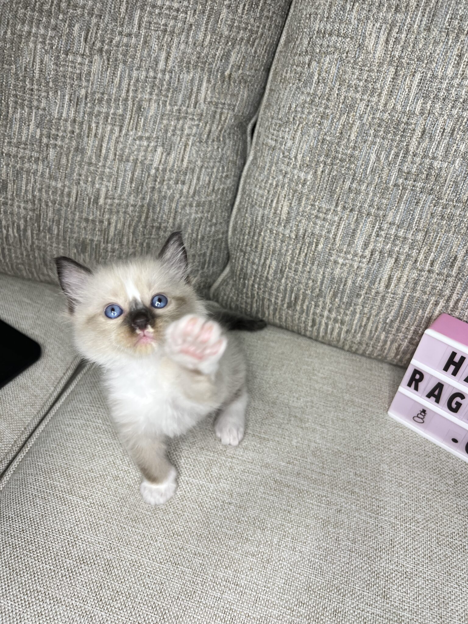 Male -Seal Point Mitted Ragdoll Kitten (Chocolate) ⋆ Happy RagDolls of ...