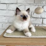 Home ⋆ Happy RagDolls of Miami, Kitten Cattery