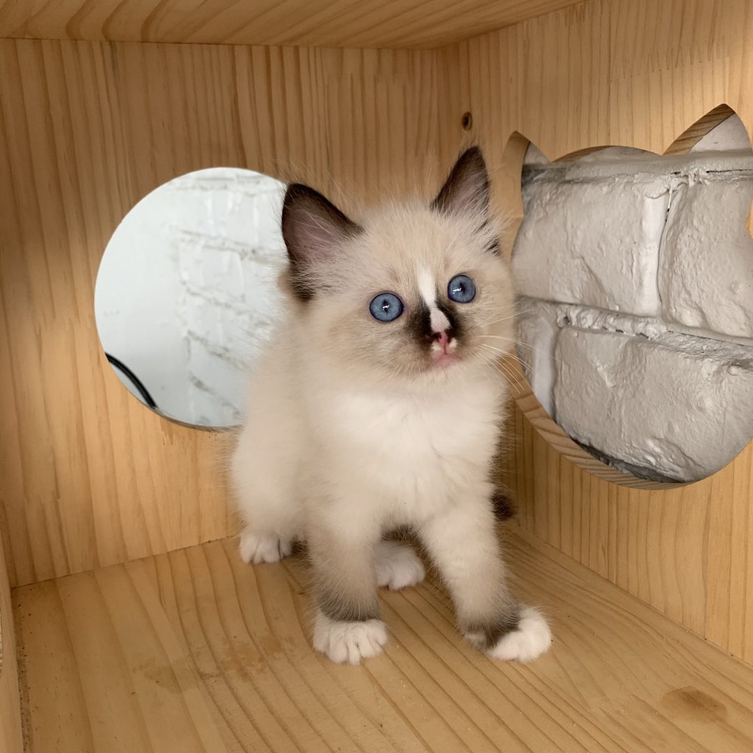 Home ⋆ Happy RagDolls of Miami, Kitten Cattery