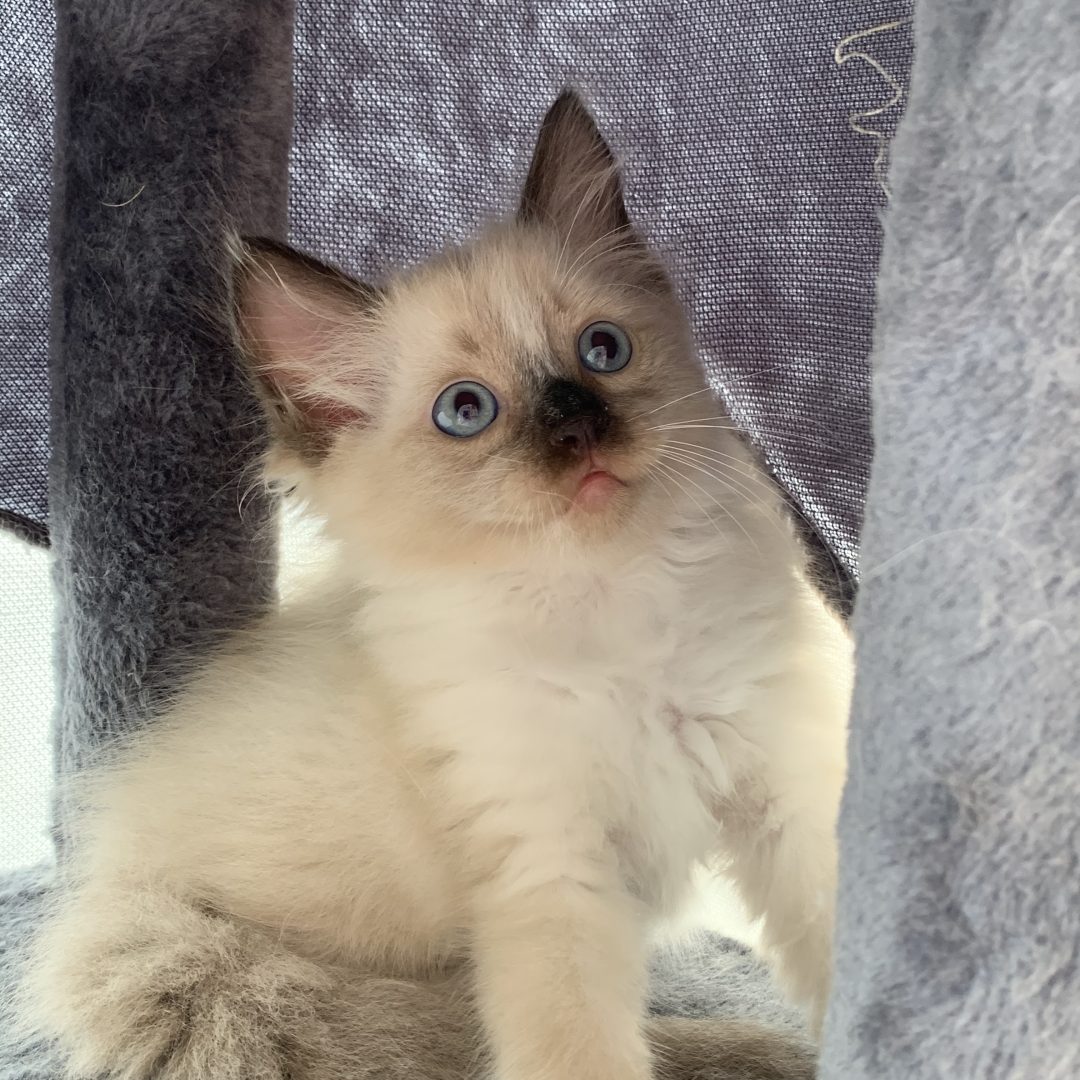 Home ⋆ Happy RagDolls of Miami, Kitten Cattery