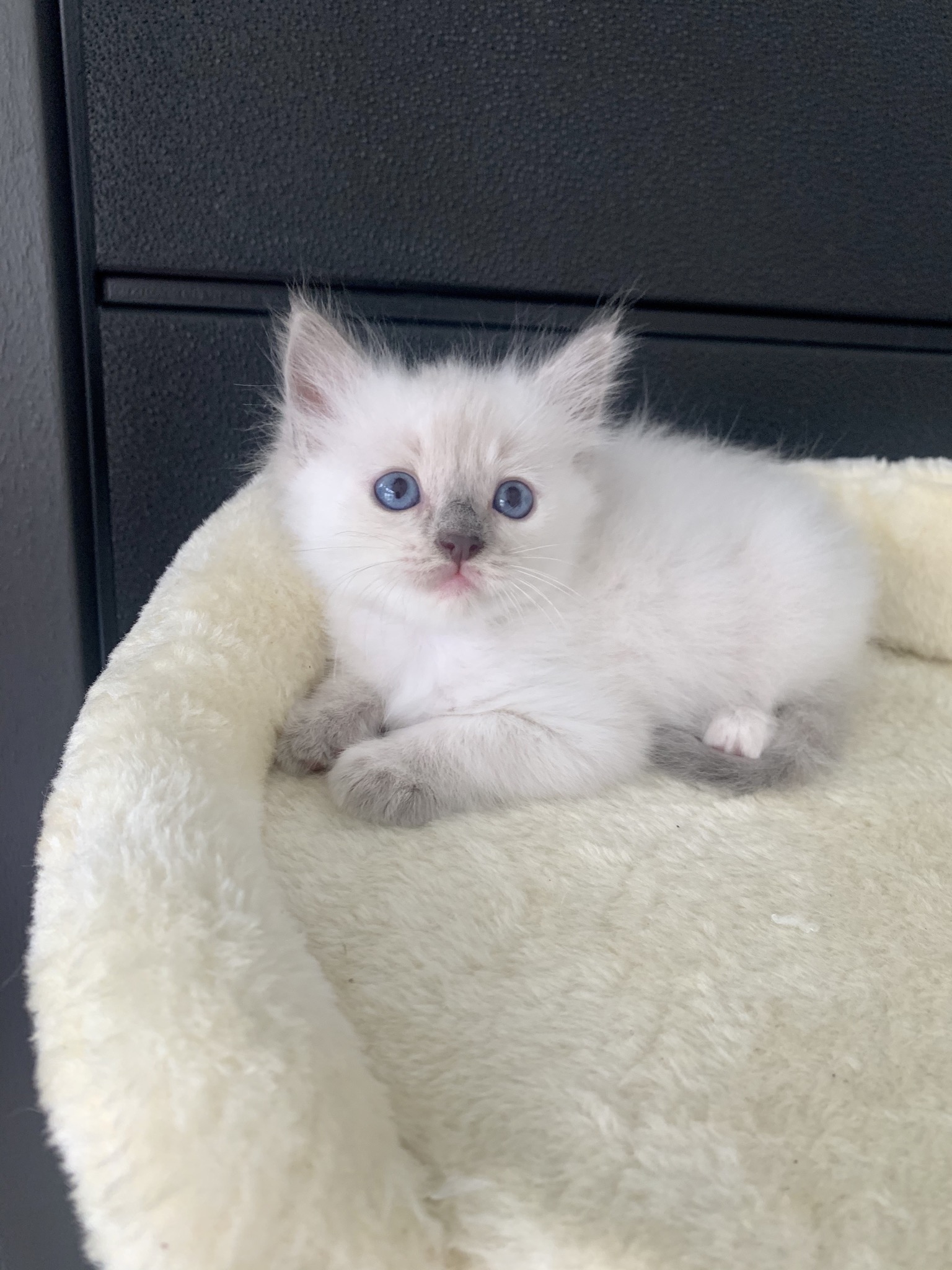 Female Lilac White Ragdoll Kitten – Born 05/13/2024 ⋆ Happy RagDolls of ...