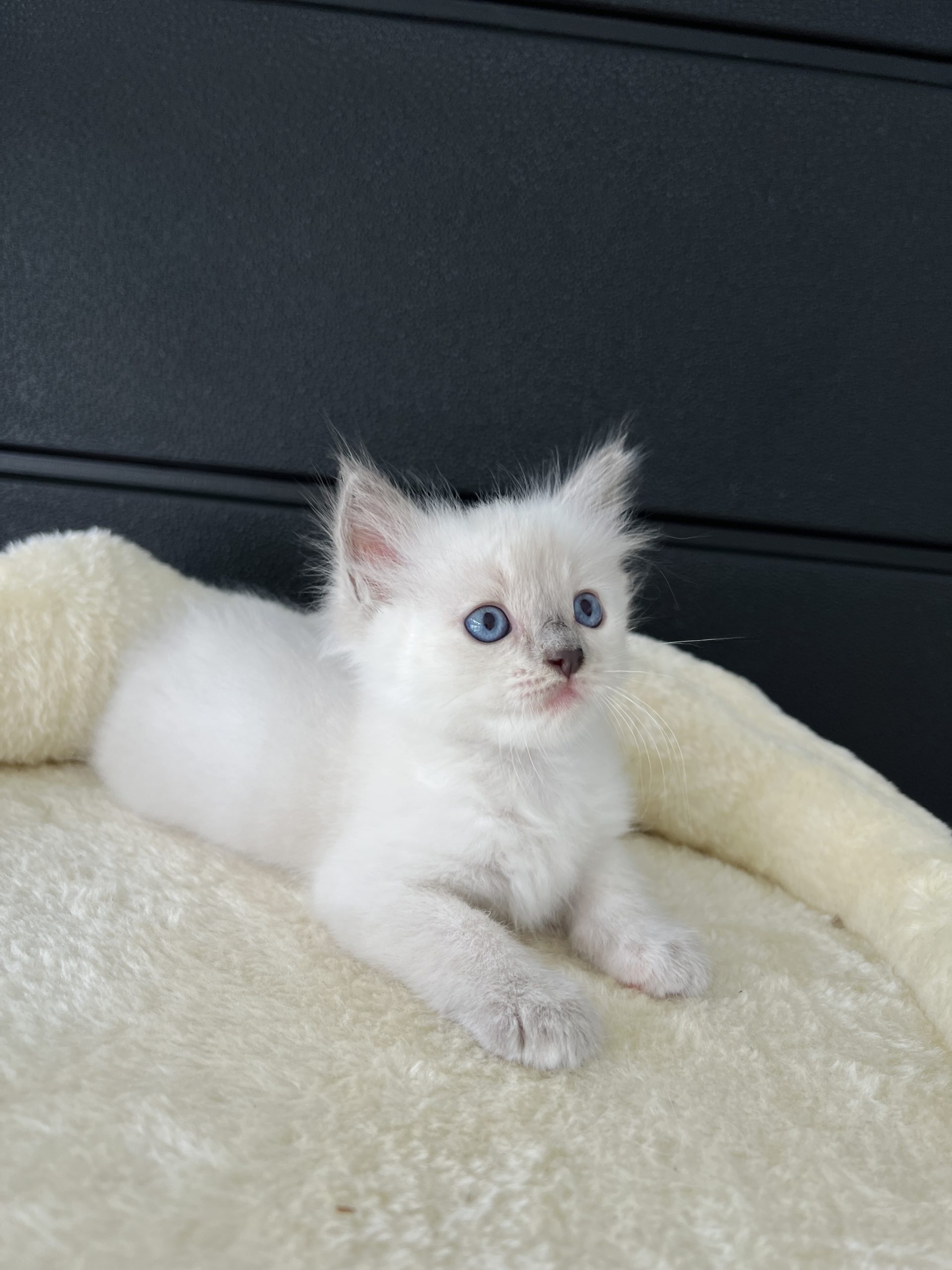 Female Lilac White Ragdoll Kitten – Born 05/13/2024 ⋆ Happy RagDolls of ...