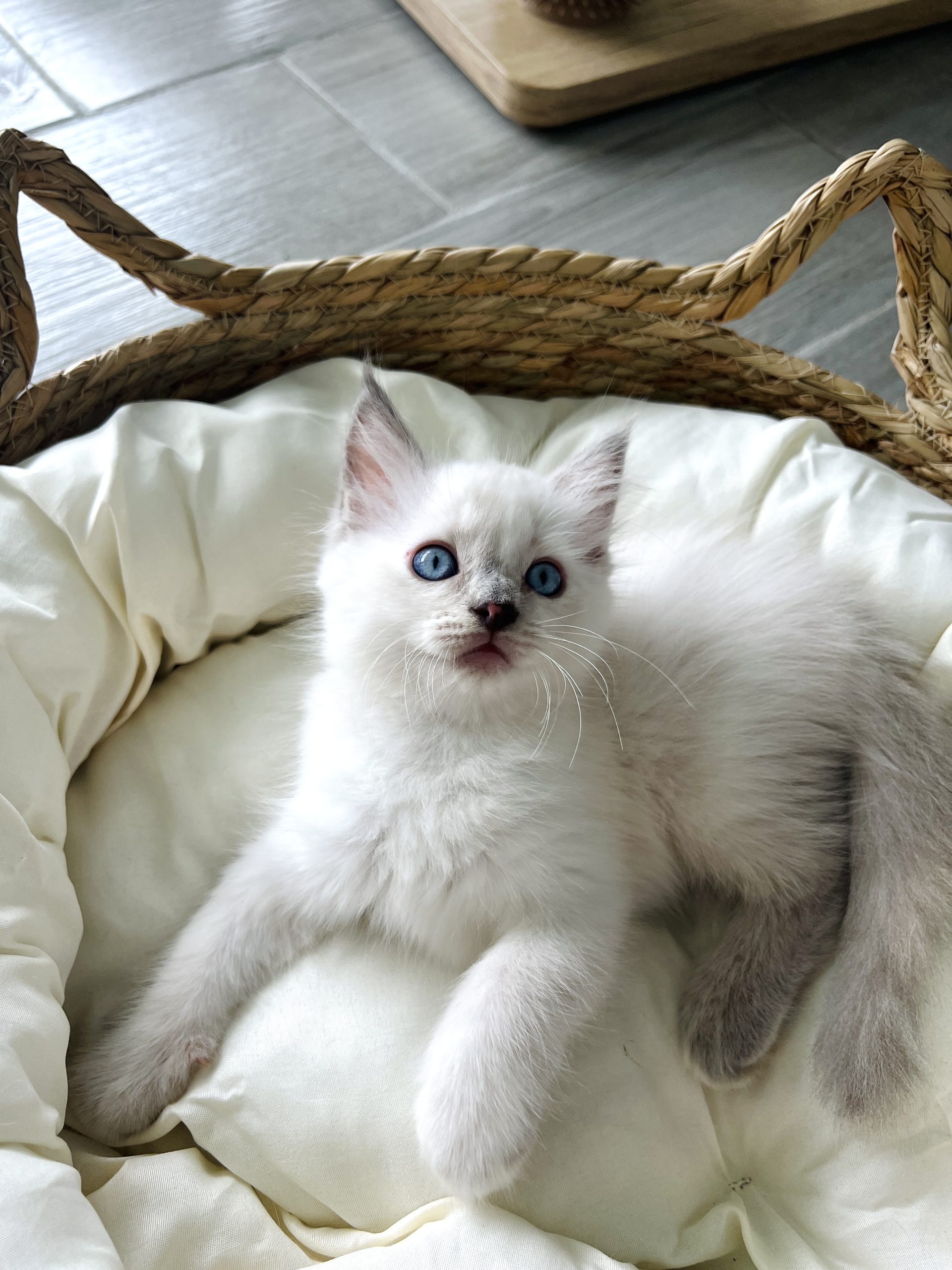 Female Lilac White Ragdoll Kitten ⋆ Happy RagDolls of Miami, Kitten ...