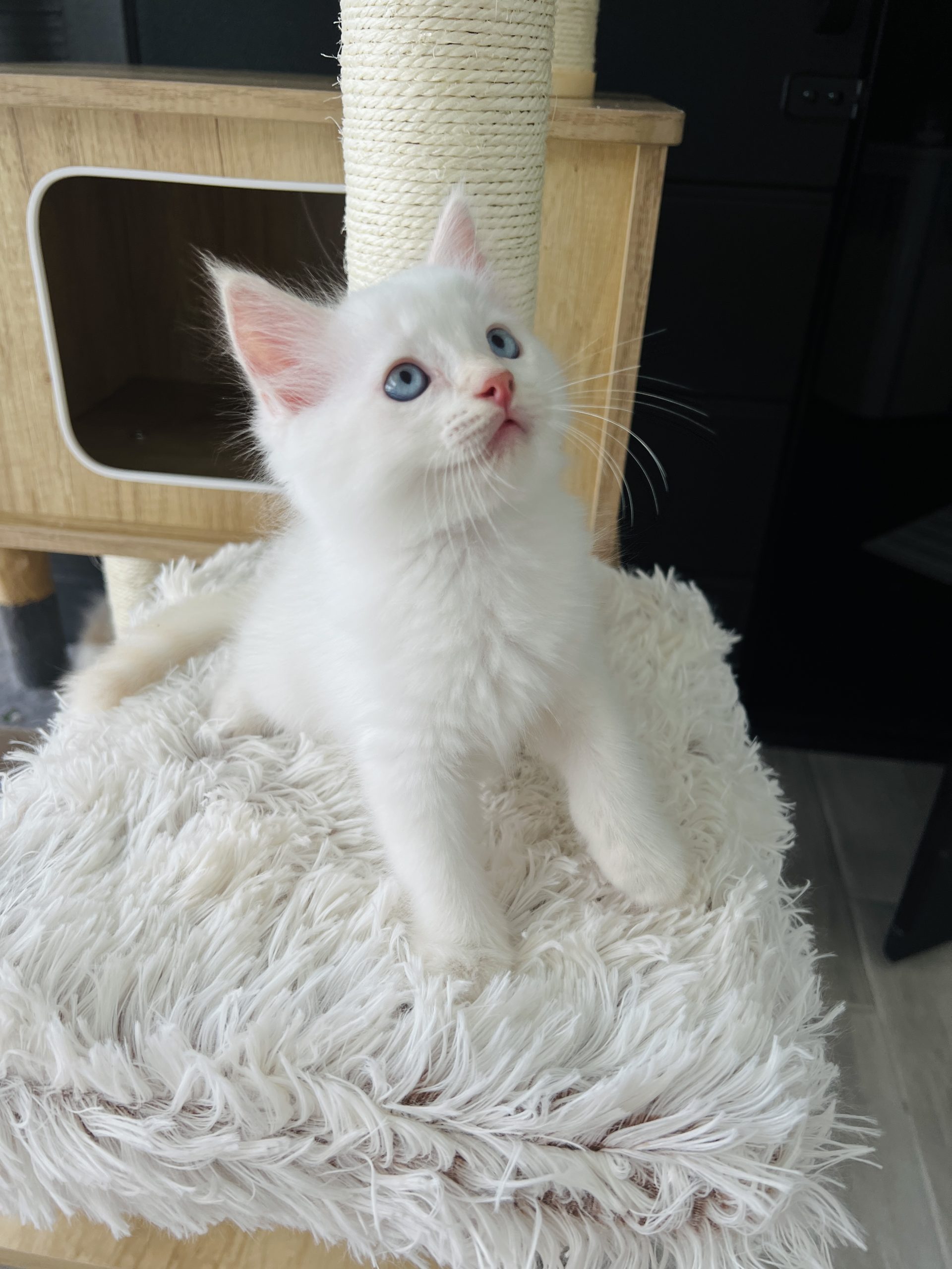 Male Lilac White Ragdoll Kitten ⋆ Happy RagDolls of Miami, Kitten Cattery