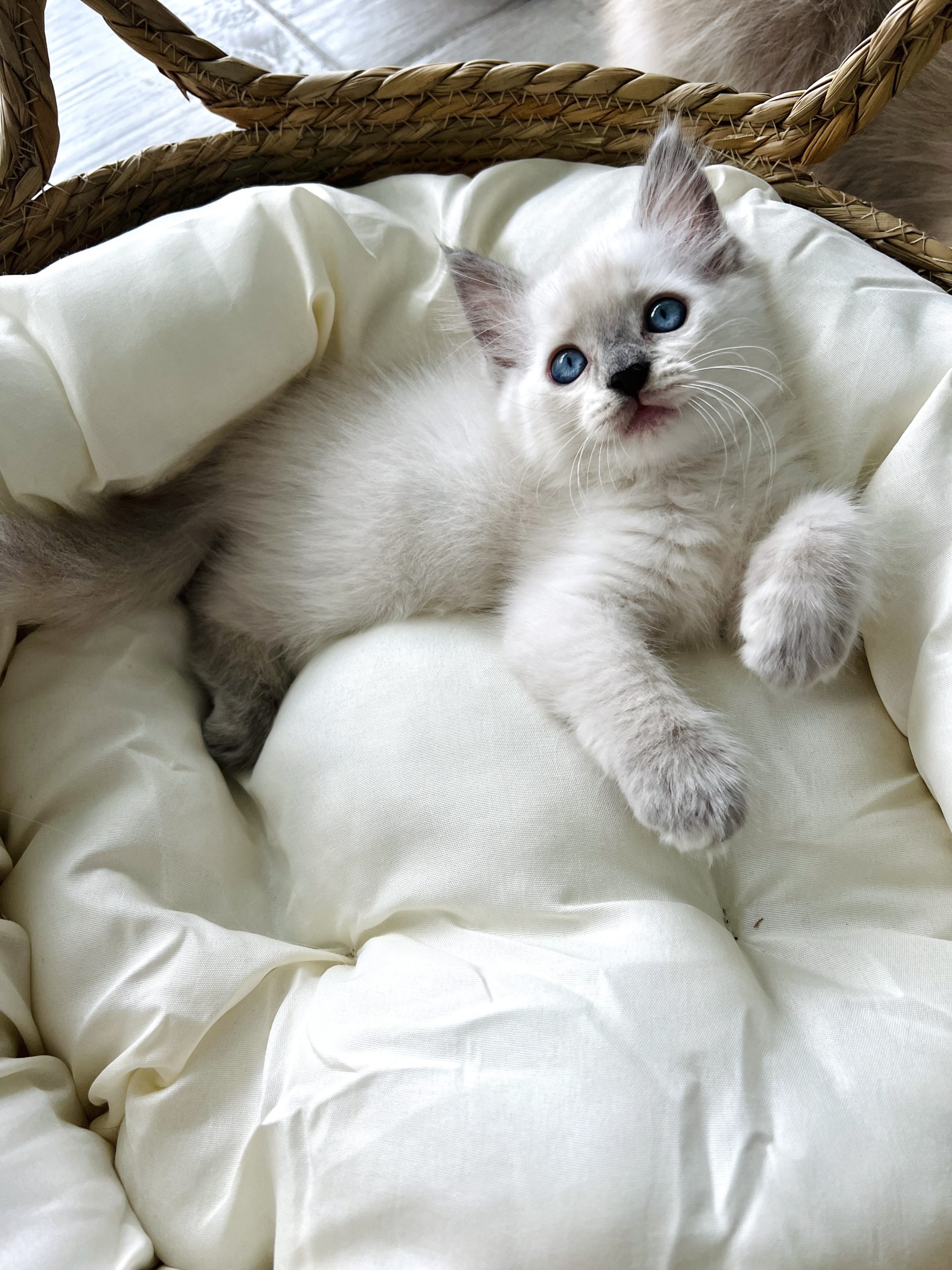 Female Lilac White Ragdoll Kitten ⋆ Happy RagDolls of Miami, Kitten ...